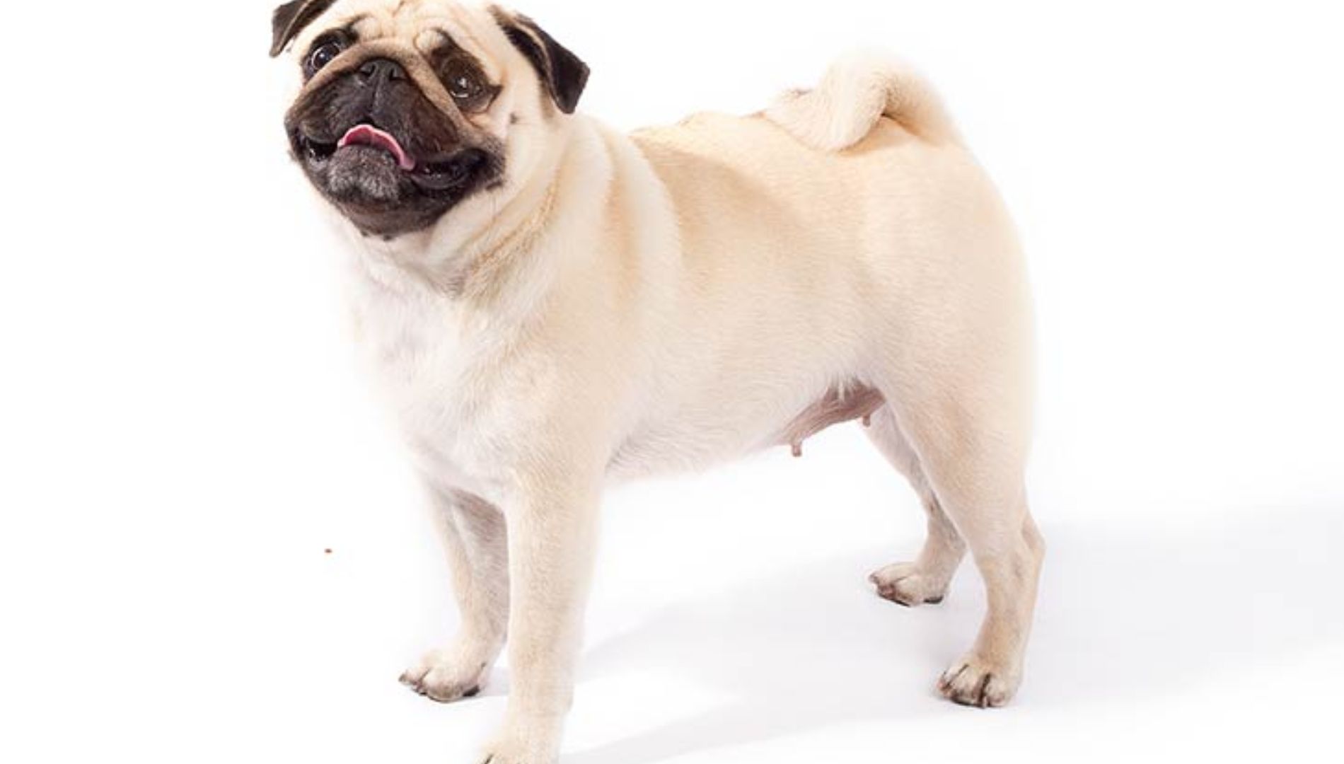 10 races de chiens parfaites pour la famille! | TPL Moms