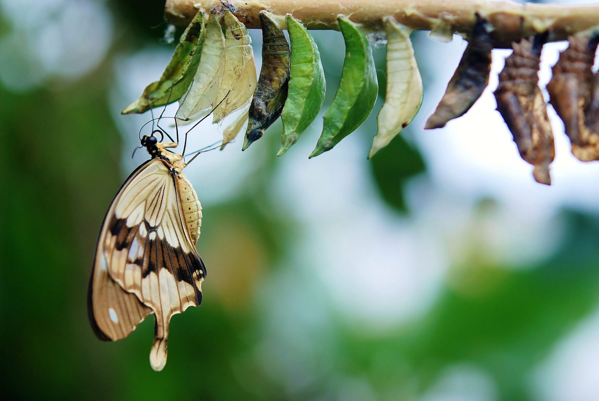 Découvrir les merveilles de la nature en famille avec Monsieur Papillon ...